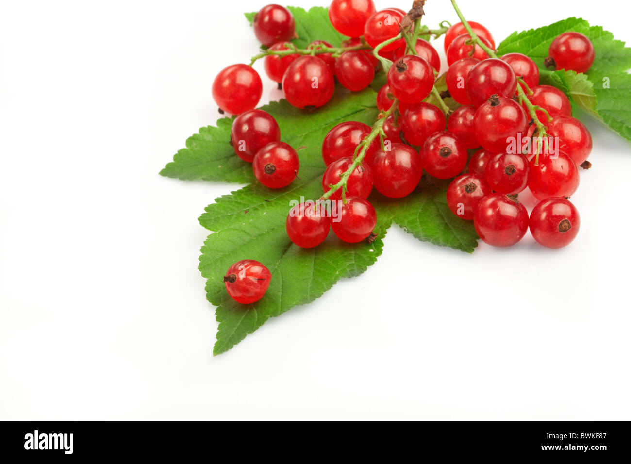 Red currant fruit and green leaves Stock Photo - Alamy