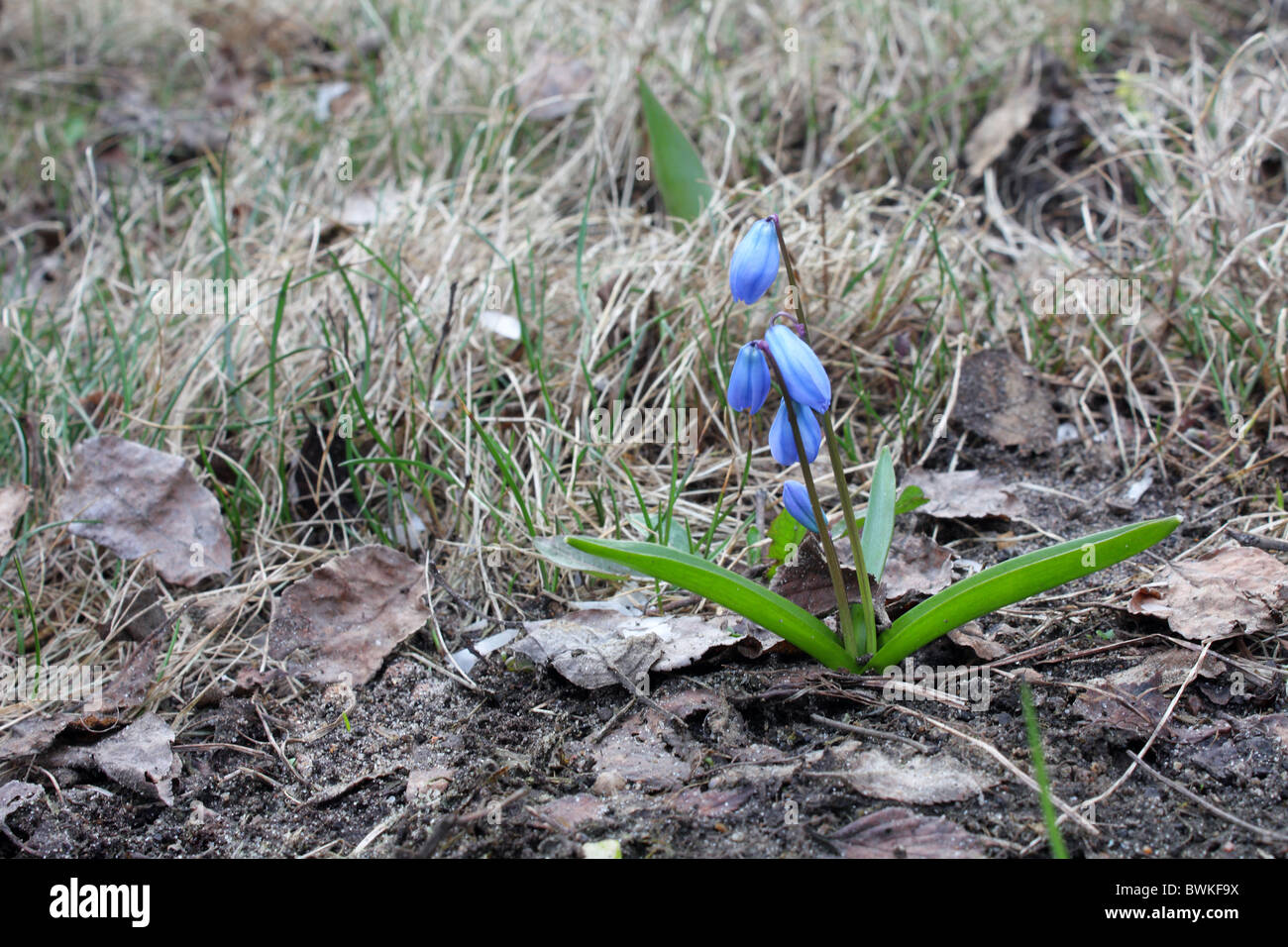Early spring flowers bluebell on the background of the old foliage ...