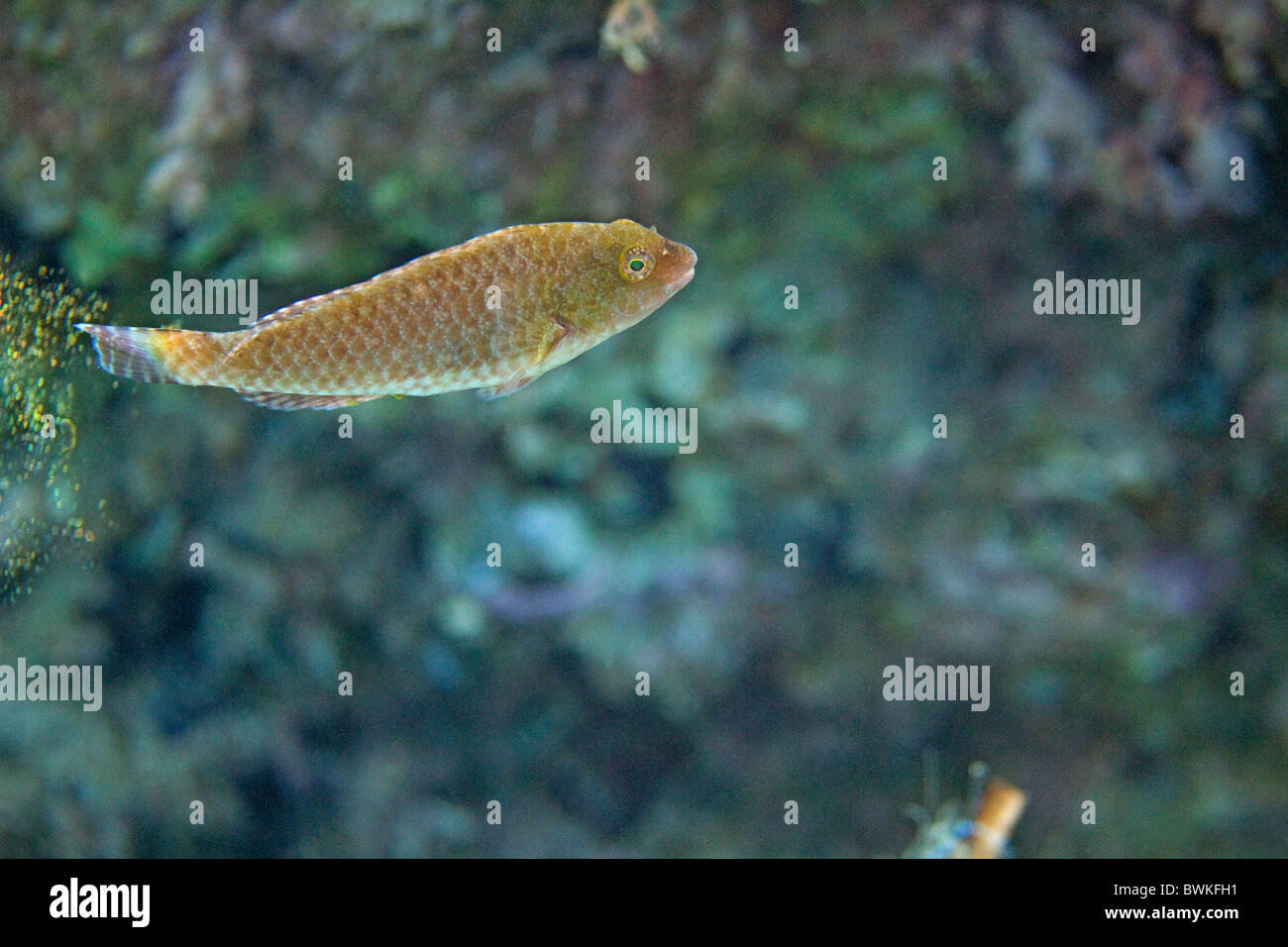 parrot fish sparisoma cretense Stock Photo - Alamy