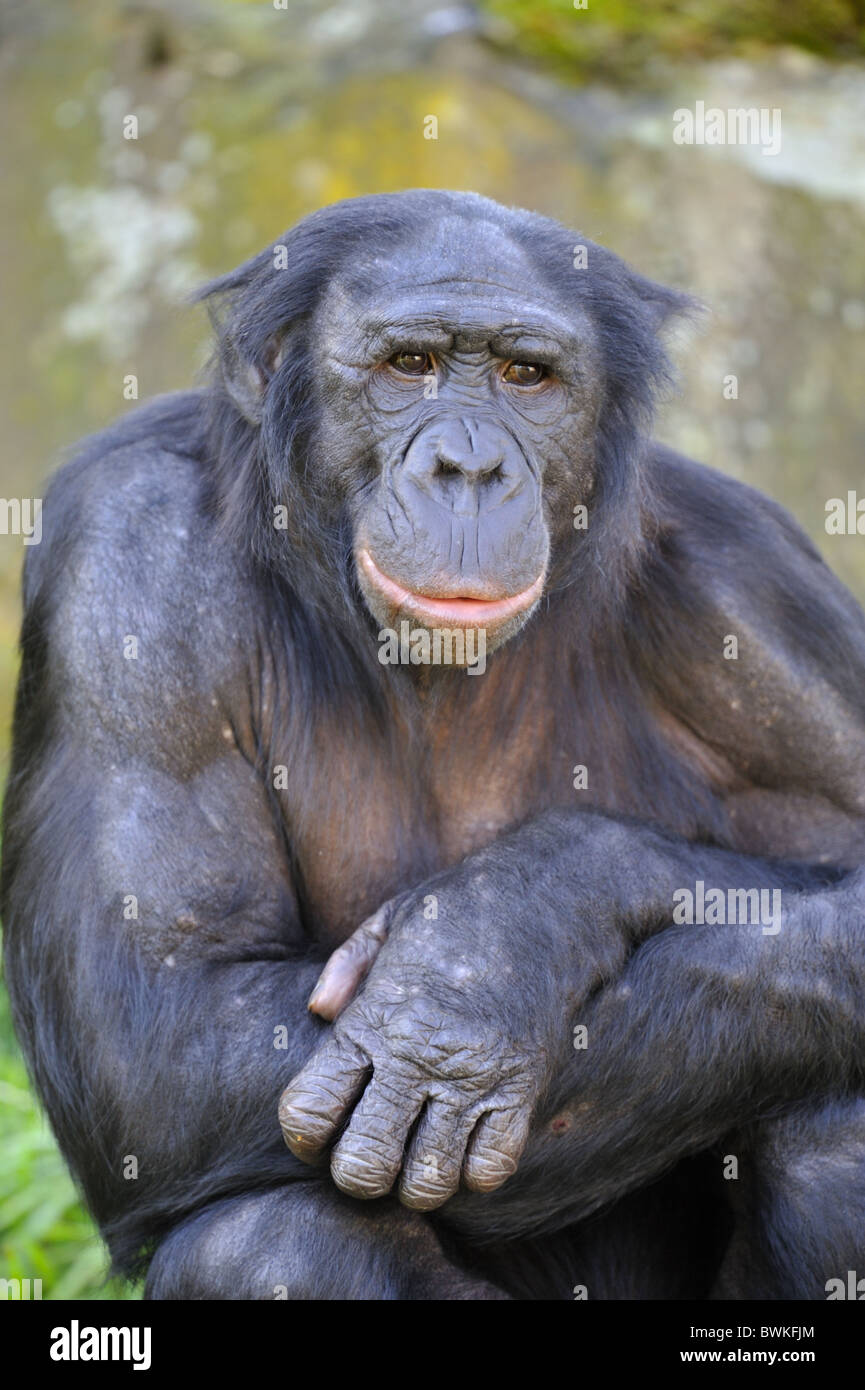 Bonobo - Pigmy chimpanzee - Dwarf chimpanzee (Pan paniscus) portrait of ...
