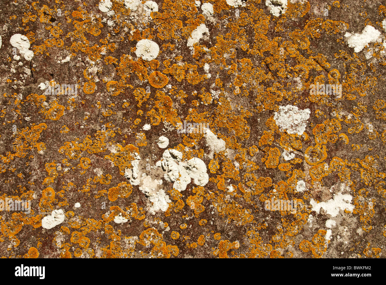 Moss grown stone wall hi-res stock photography and images - Alamy