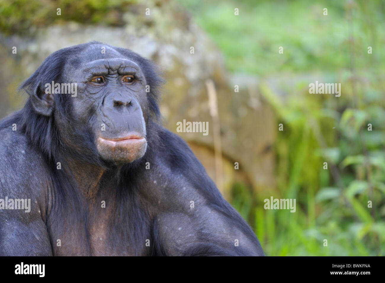 Bonobo - Pigmy chimpanzee - Dwarf chimpanzee (Pan paniscus) portrait of ...