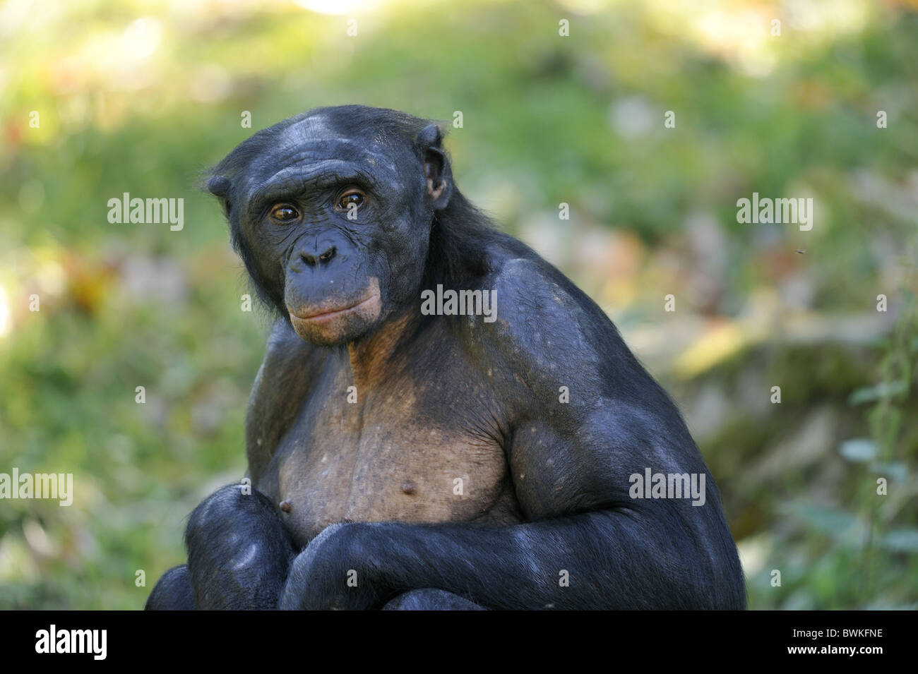 Bonobo - Pigmy chimpanzee - Dwarf chimpanzee (Pan paniscus) portrait of ...