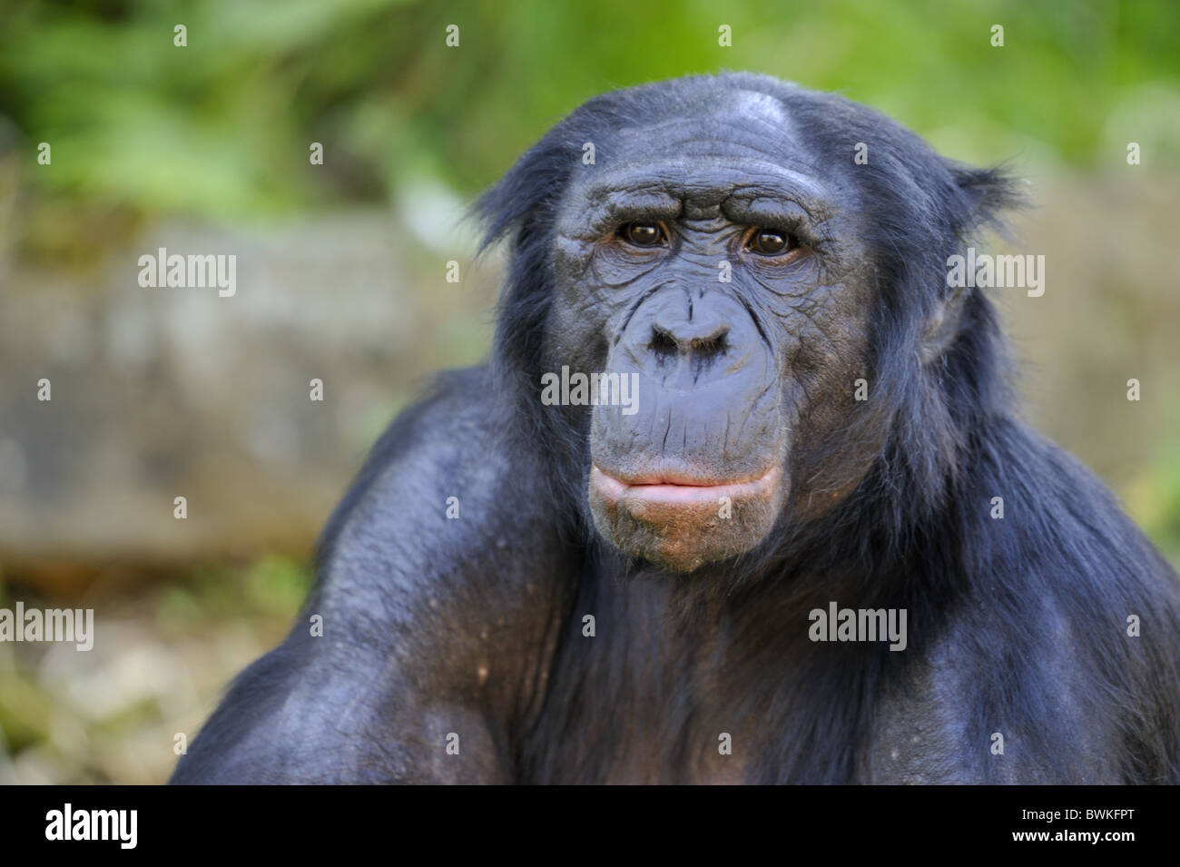 Bonobo - Pigmy chimpanzee - Dwarf chimpanzee (Pan paniscus) portrait of ...