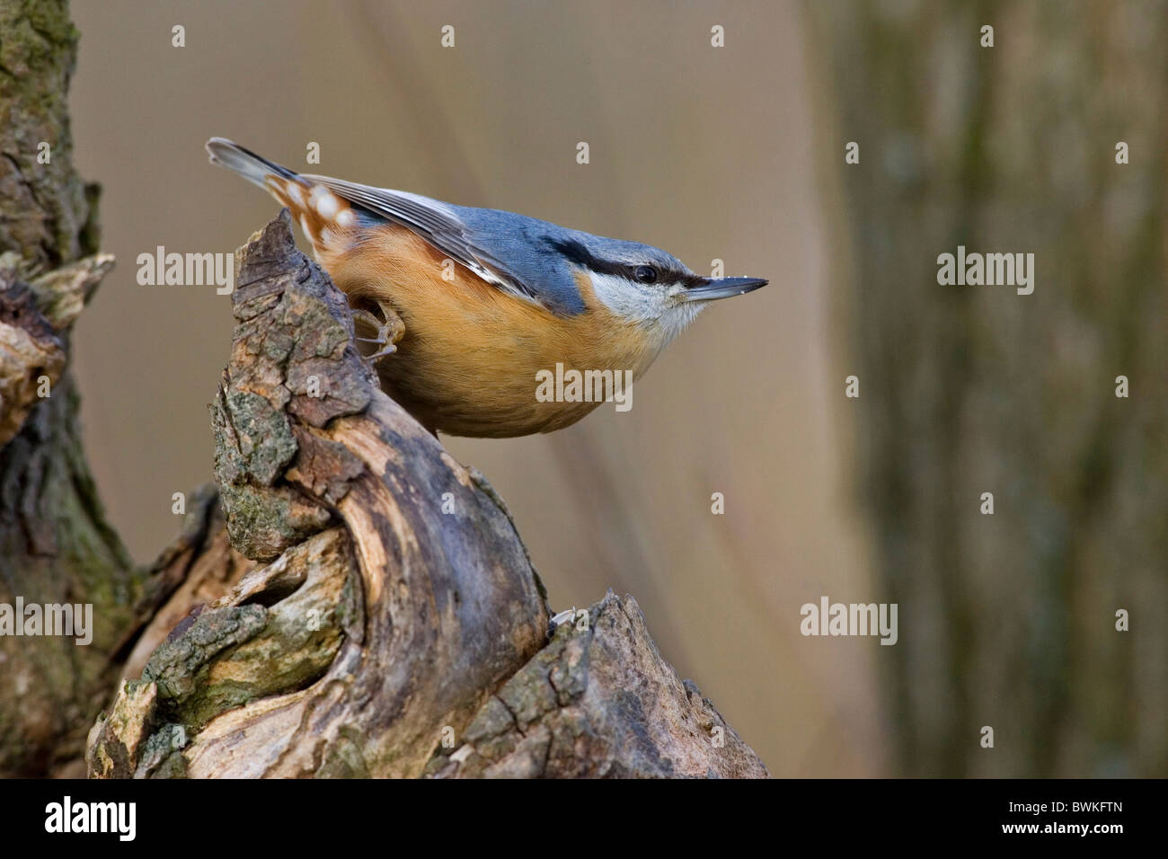 Nuthatch profile view hi-res stock photography and images - Alamy