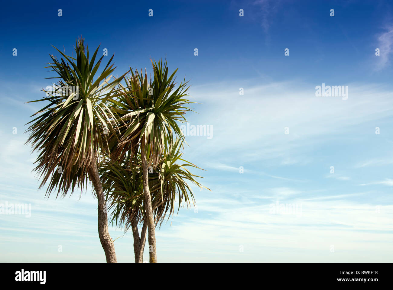 Uk palm trees hi-res stock photography and images - Alamy
