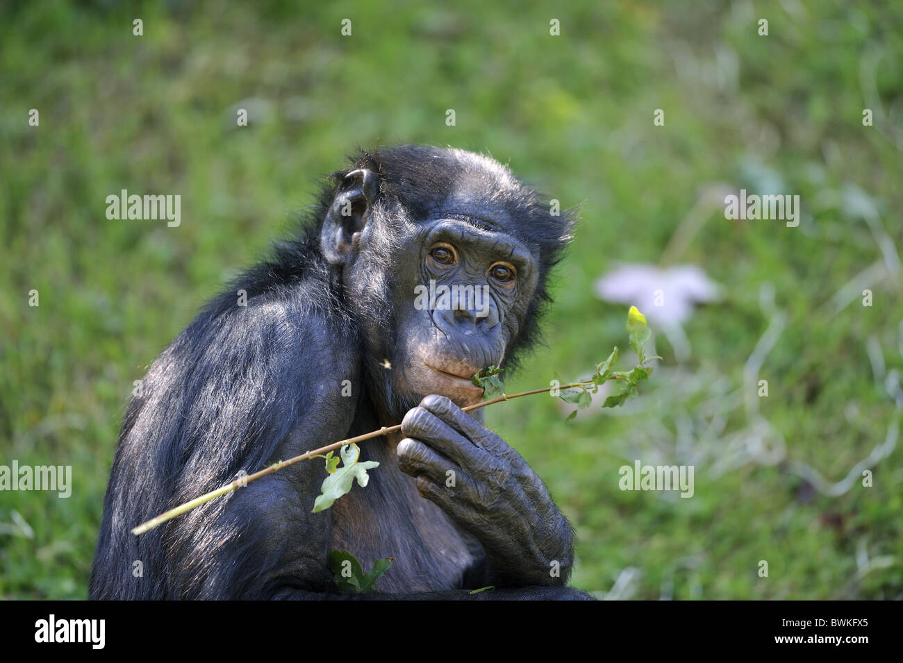 Bonobo - Pigmy chimpanzee - Dwarf chimpanzee (Pan paniscus) chewing ...