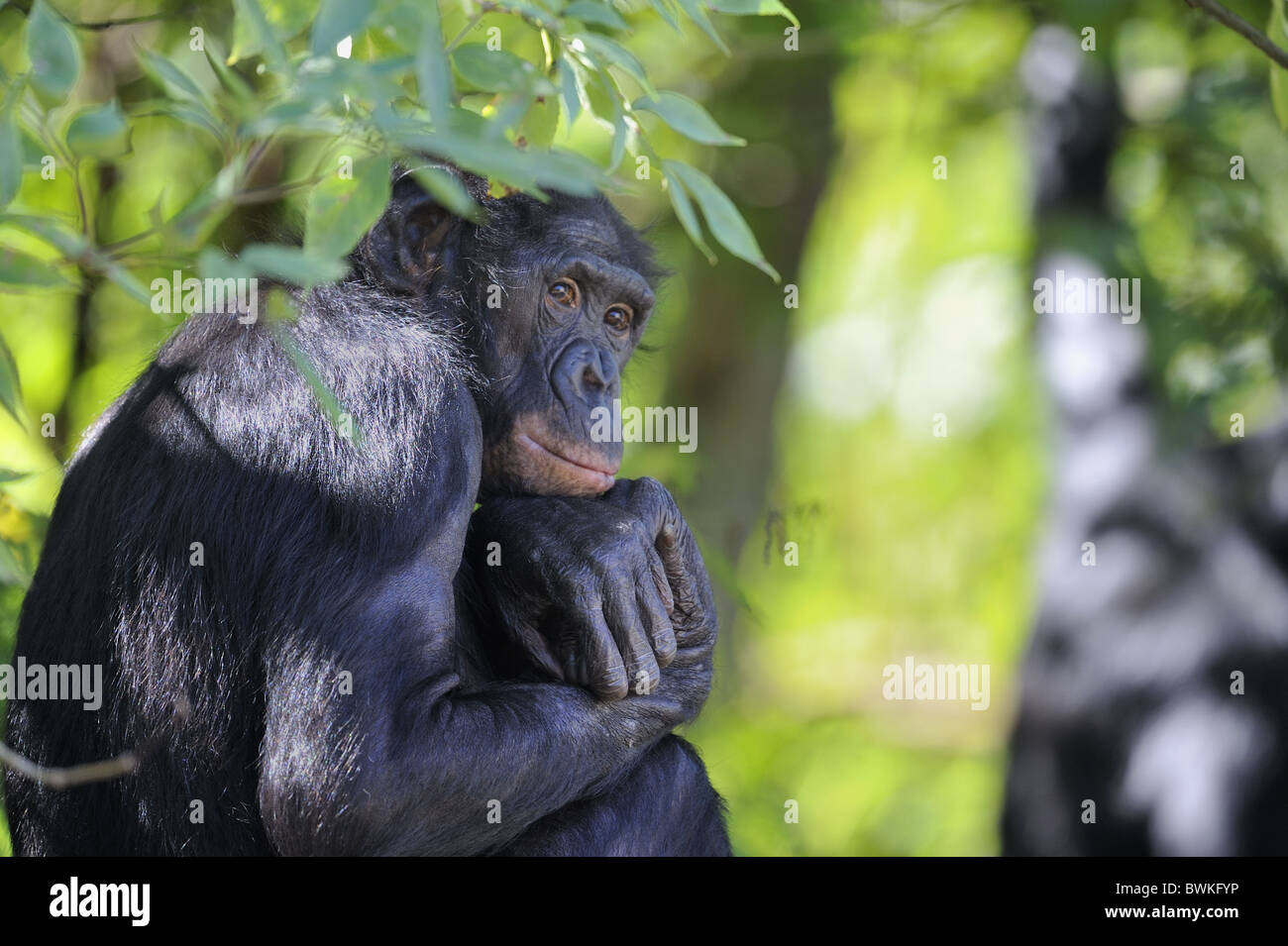 Bonobo - Pigmy chimpanzee - Dwarf chimpanzee (Pan paniscus) portrait of ...