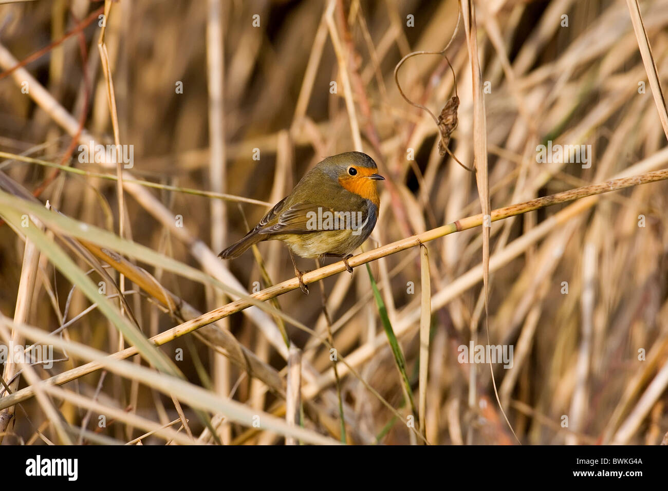 Robin reed hi-res stock photography and images - Alamy