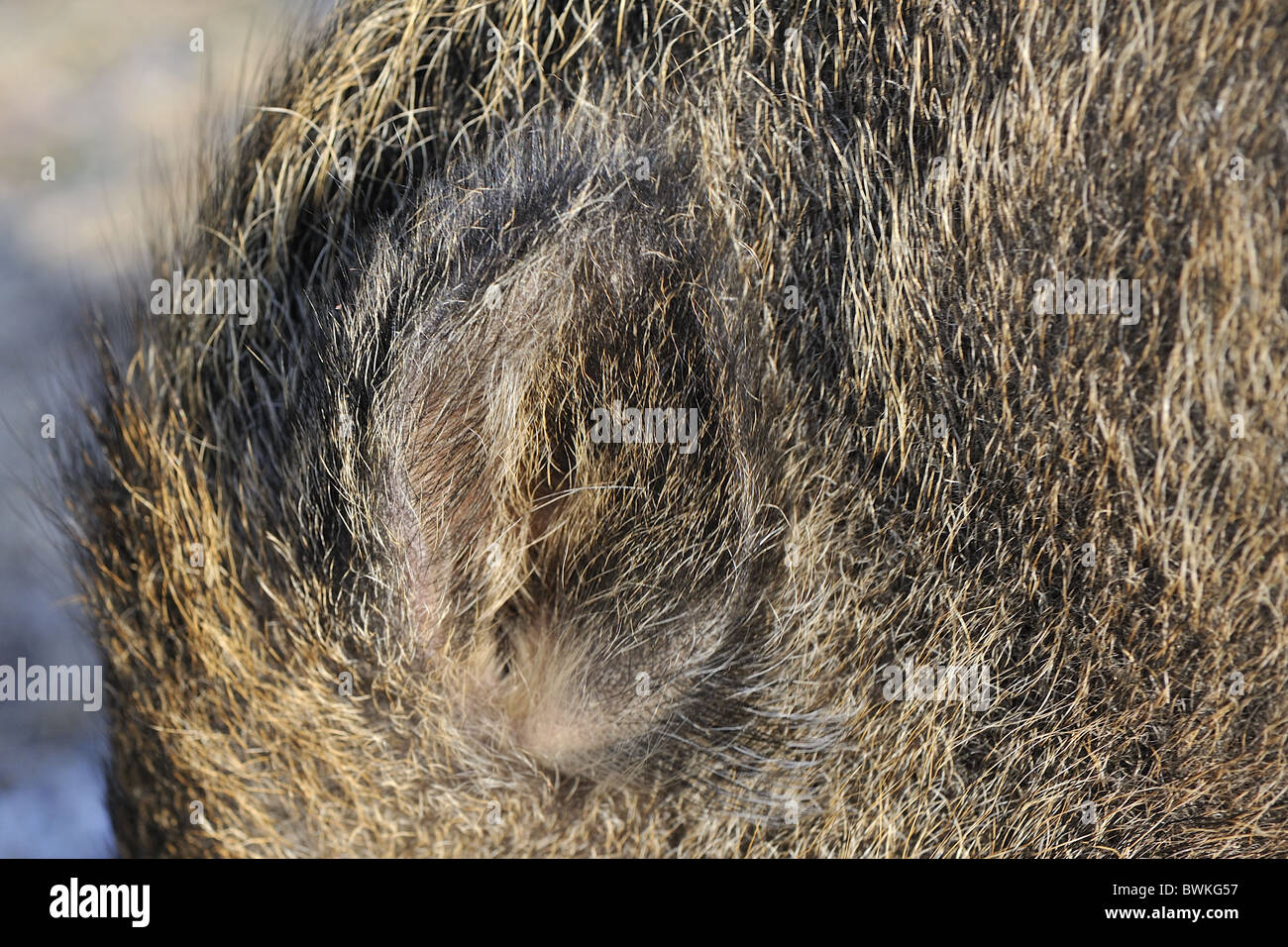 Wild boar (Sus scrofa) four-month-old piglet - ear detail - Belgium ...