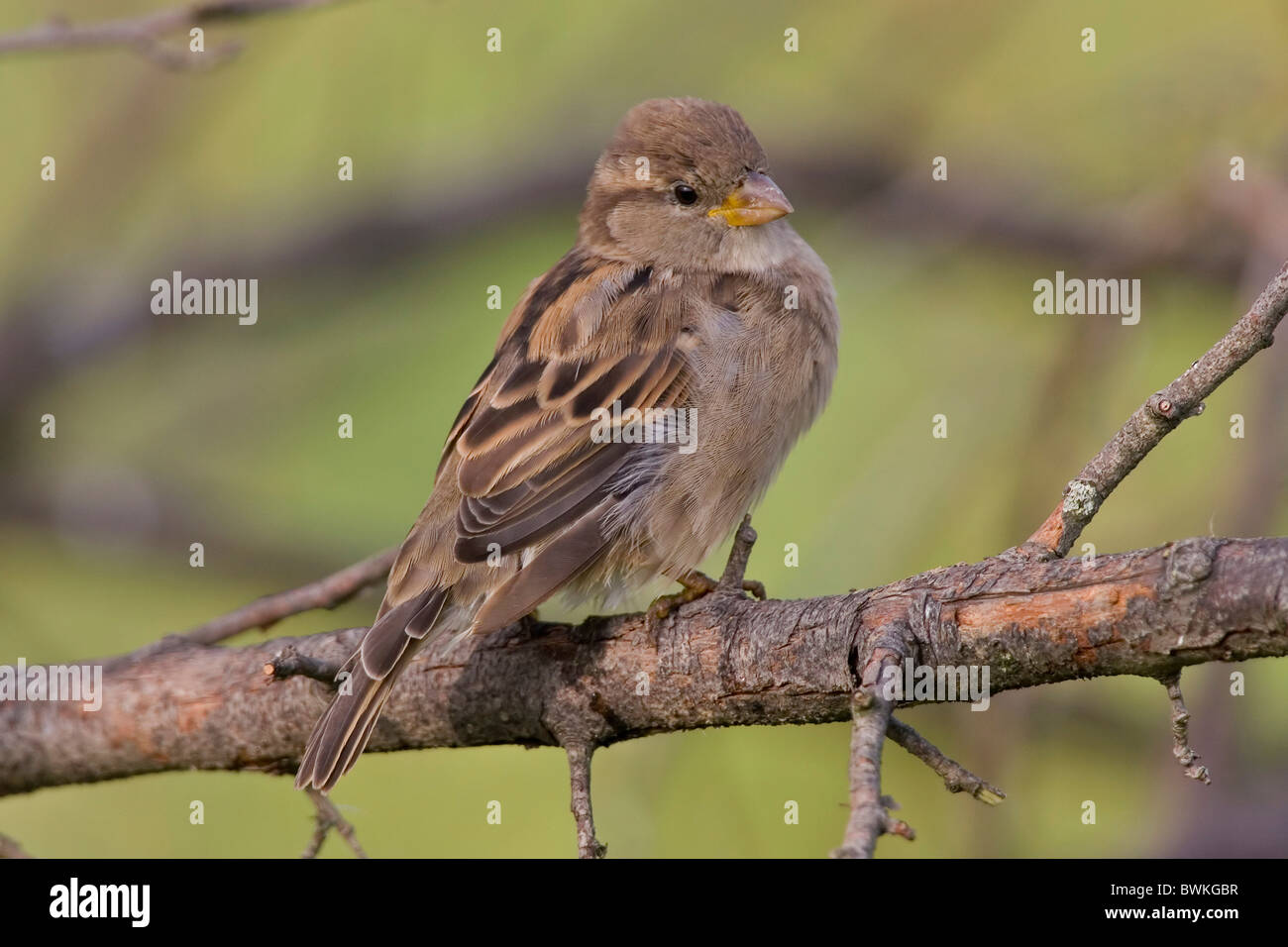 Sparrow limbs hi-res stock photography and images - Alamy