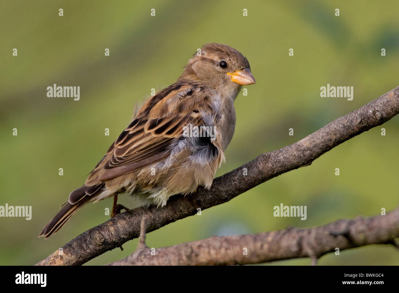 Sparrow limbs hi-res stock photography and images - Alamy