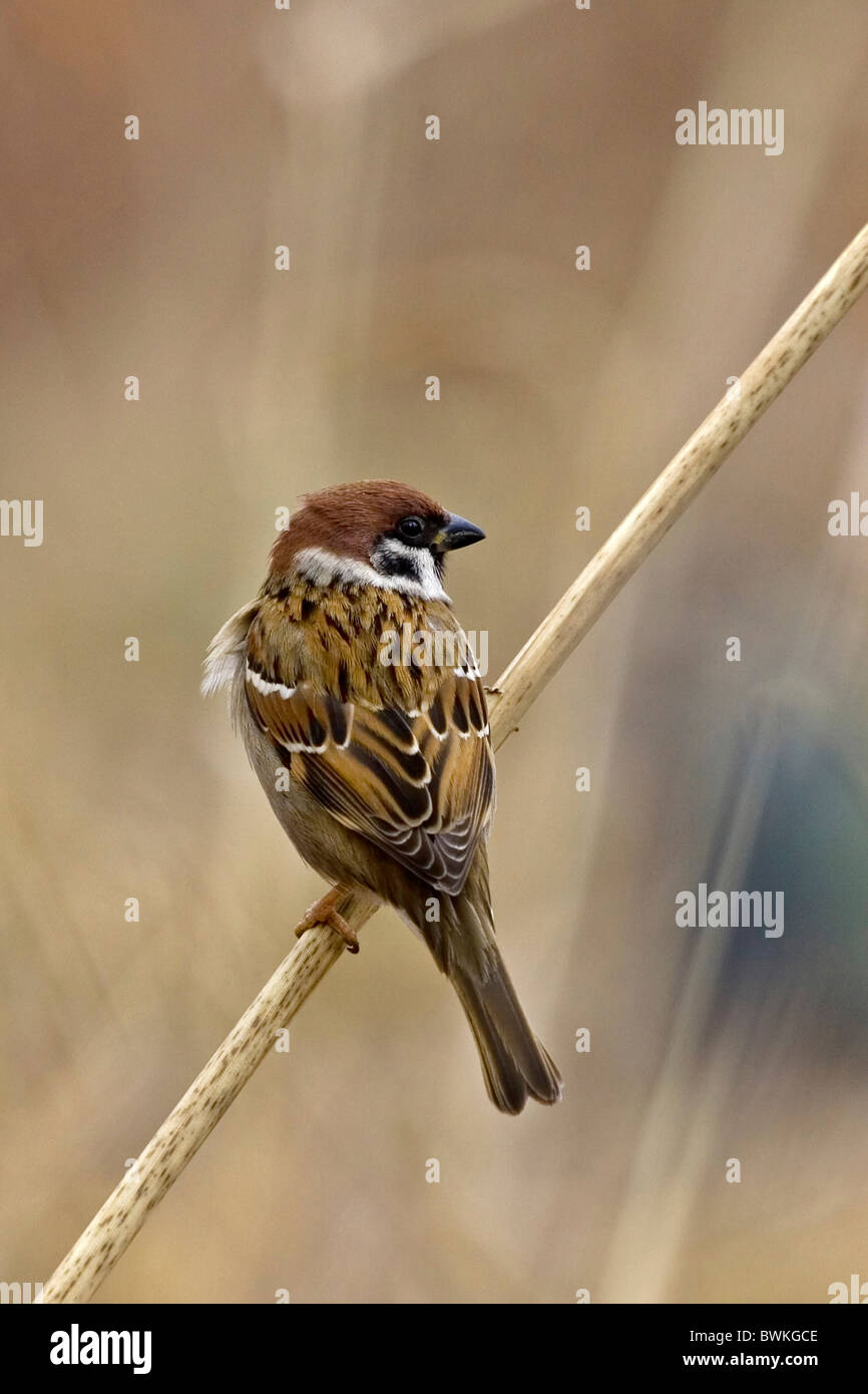 Sparrow size hi-res stock photography and images - Alamy