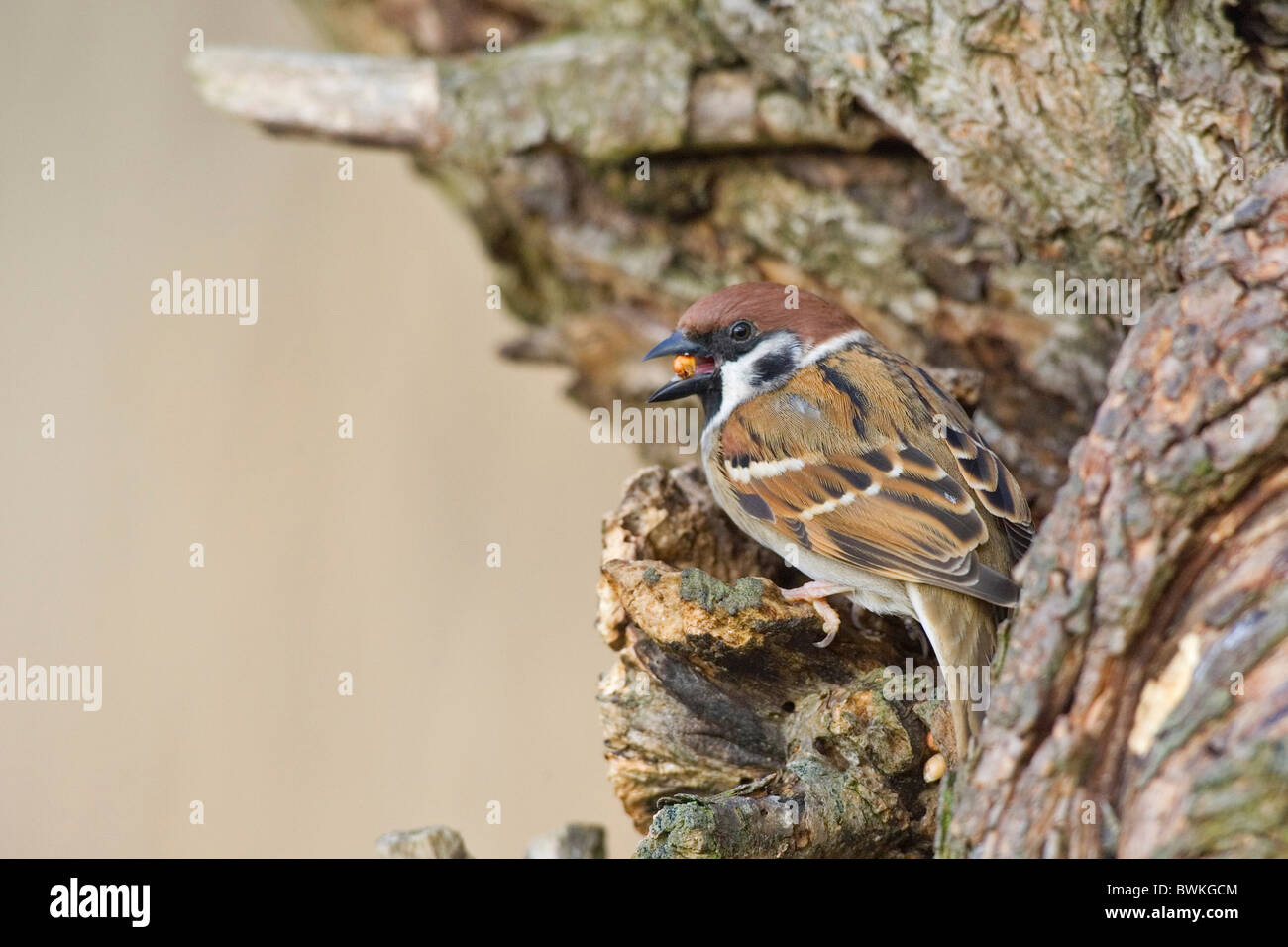 Sparrow limbs hi-res stock photography and images - Alamy