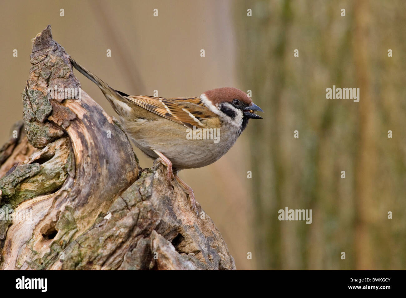 Sparrow limbs hi-res stock photography and images - Alamy