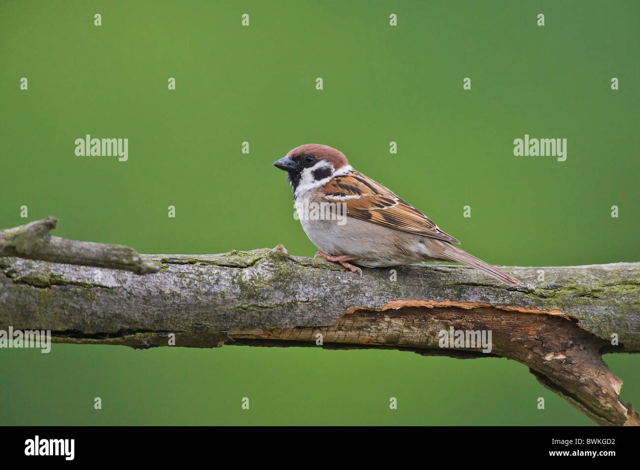 Sparrow limbs hi-res stock photography and images - Alamy