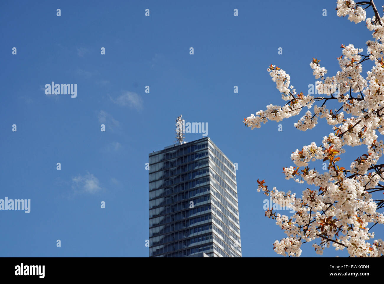 Germany Europe Cologne Cologne tower spring cherry flowers fruit-tree ...