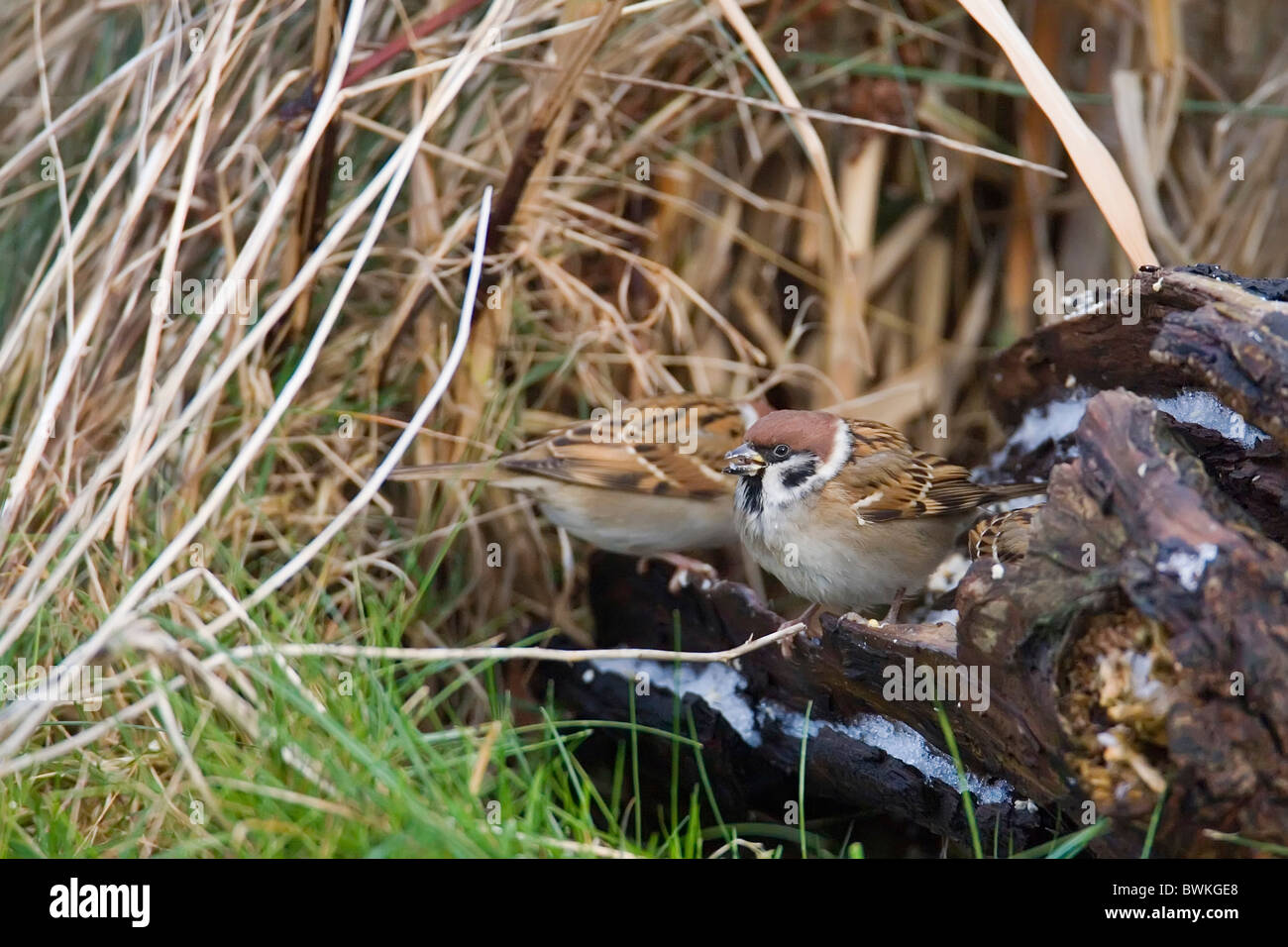 Sparrow limbs hi-res stock photography and images - Alamy