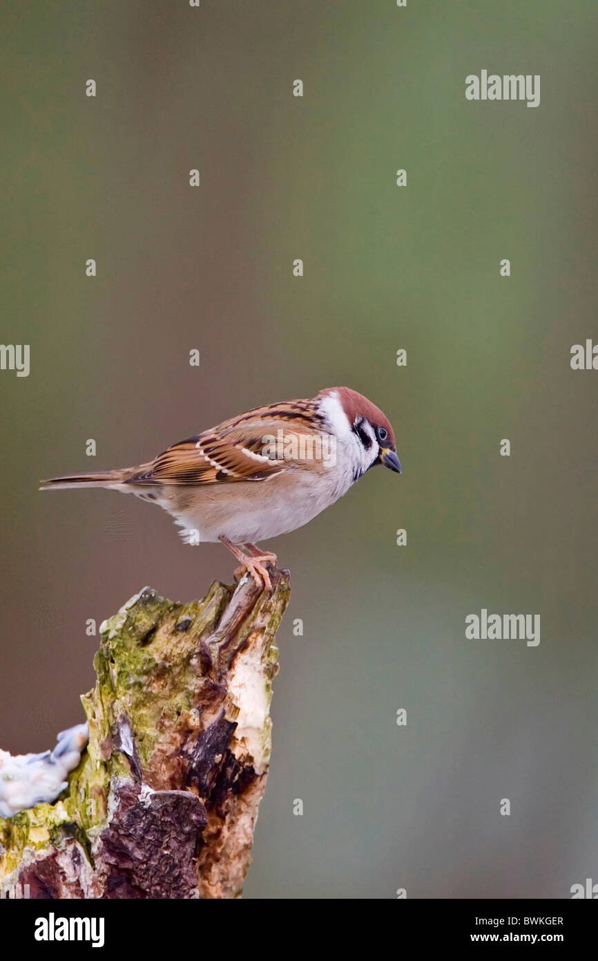 Vertical sparrows hi-res stock photography and images - Alamy