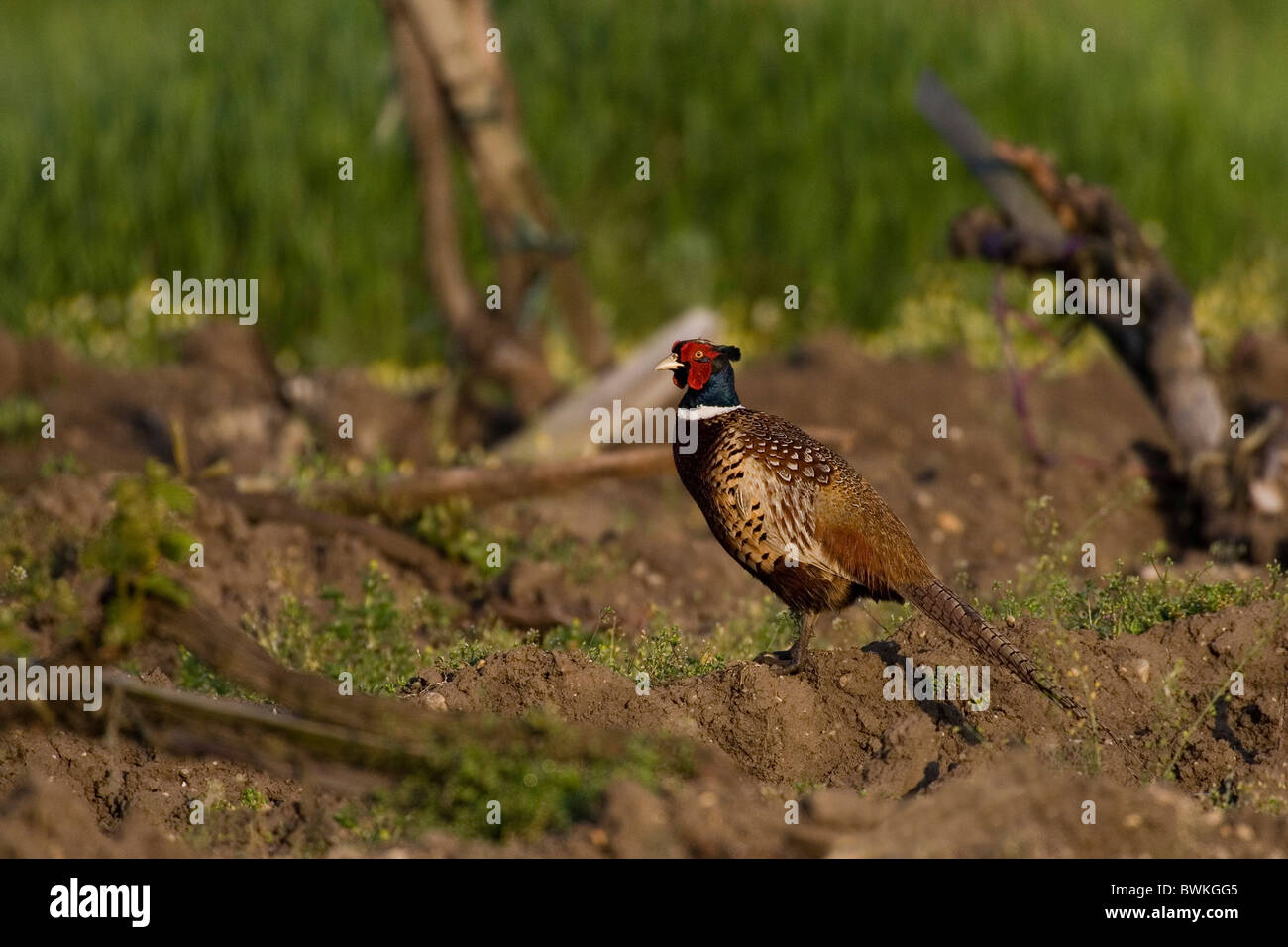 Male pheasant landscape format hi-res stock photography and images - Alamy