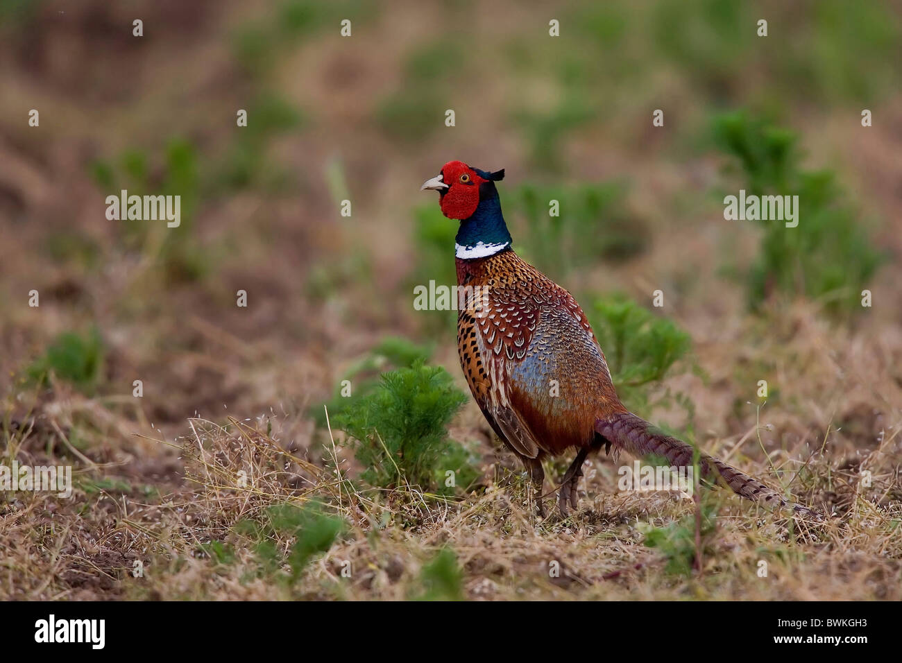 Male pheasant landscape format hi-res stock photography and images - Alamy