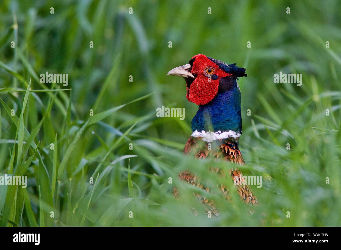 Side view pheasant head hi-res stock photography and images - Alamy