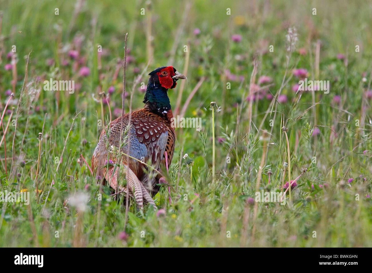Pheasant rear view hi-res stock photography and images - Alamy