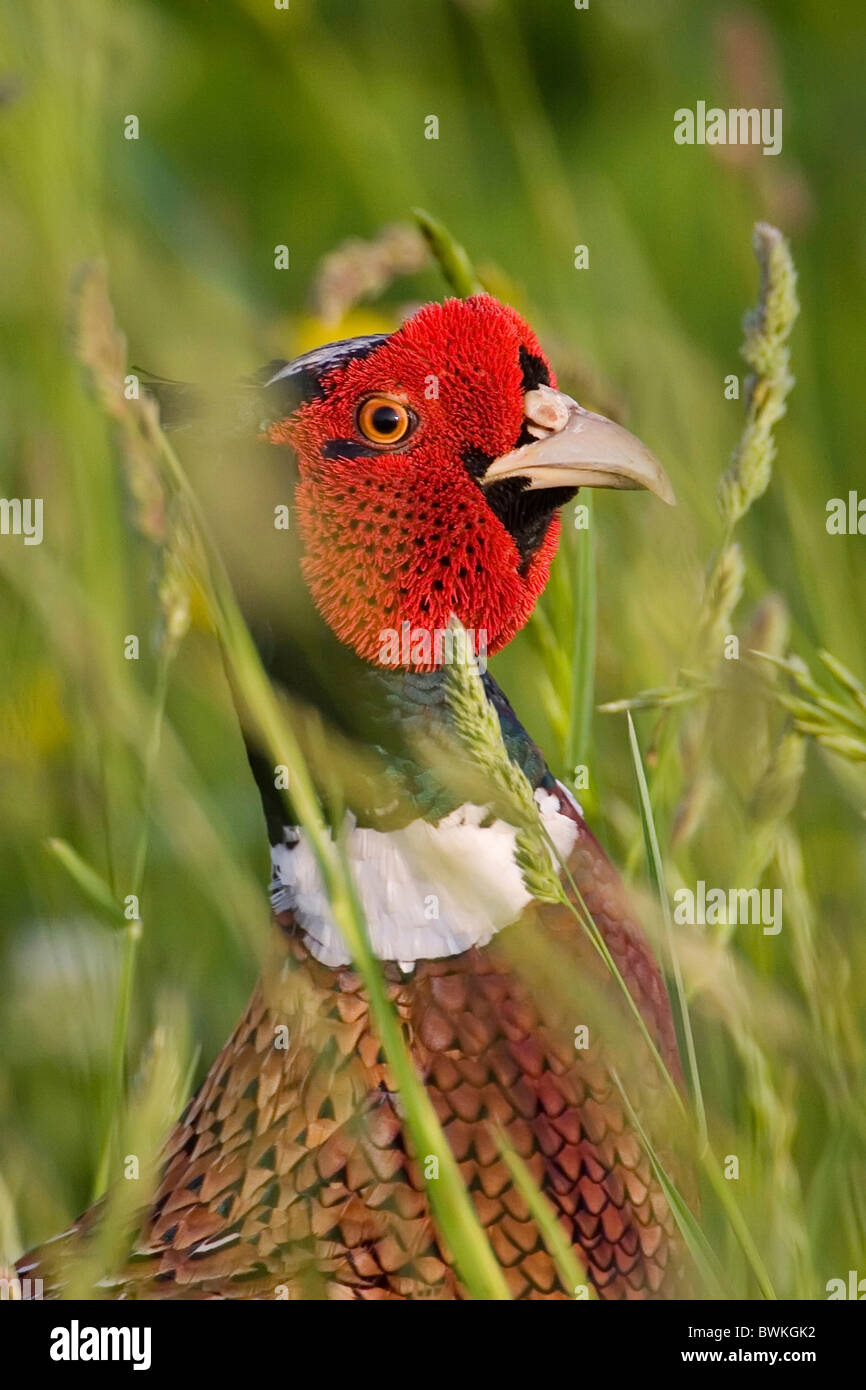 Side view pheasant head hi-res stock photography and images - Alamy