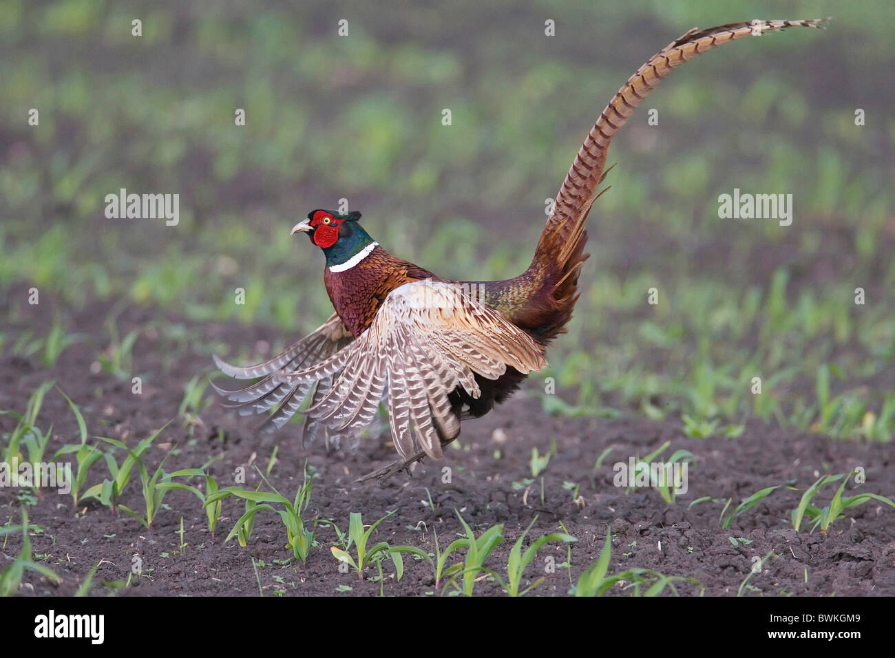 Pheasant male flapping wings hi-res stock photography and images - Alamy