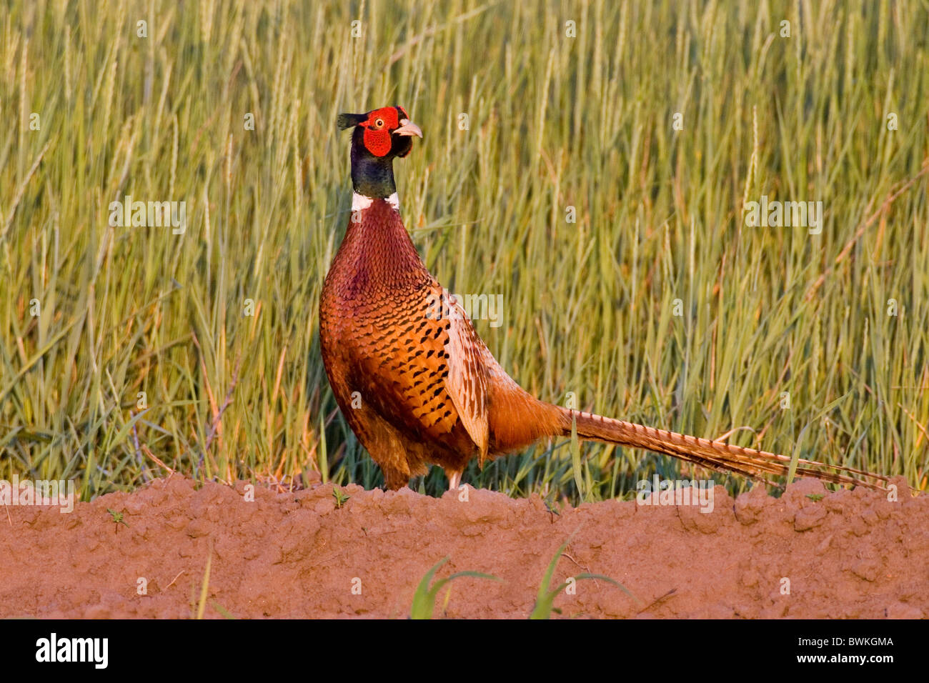 Male pheasant landscape format hi-res stock photography and images - Alamy