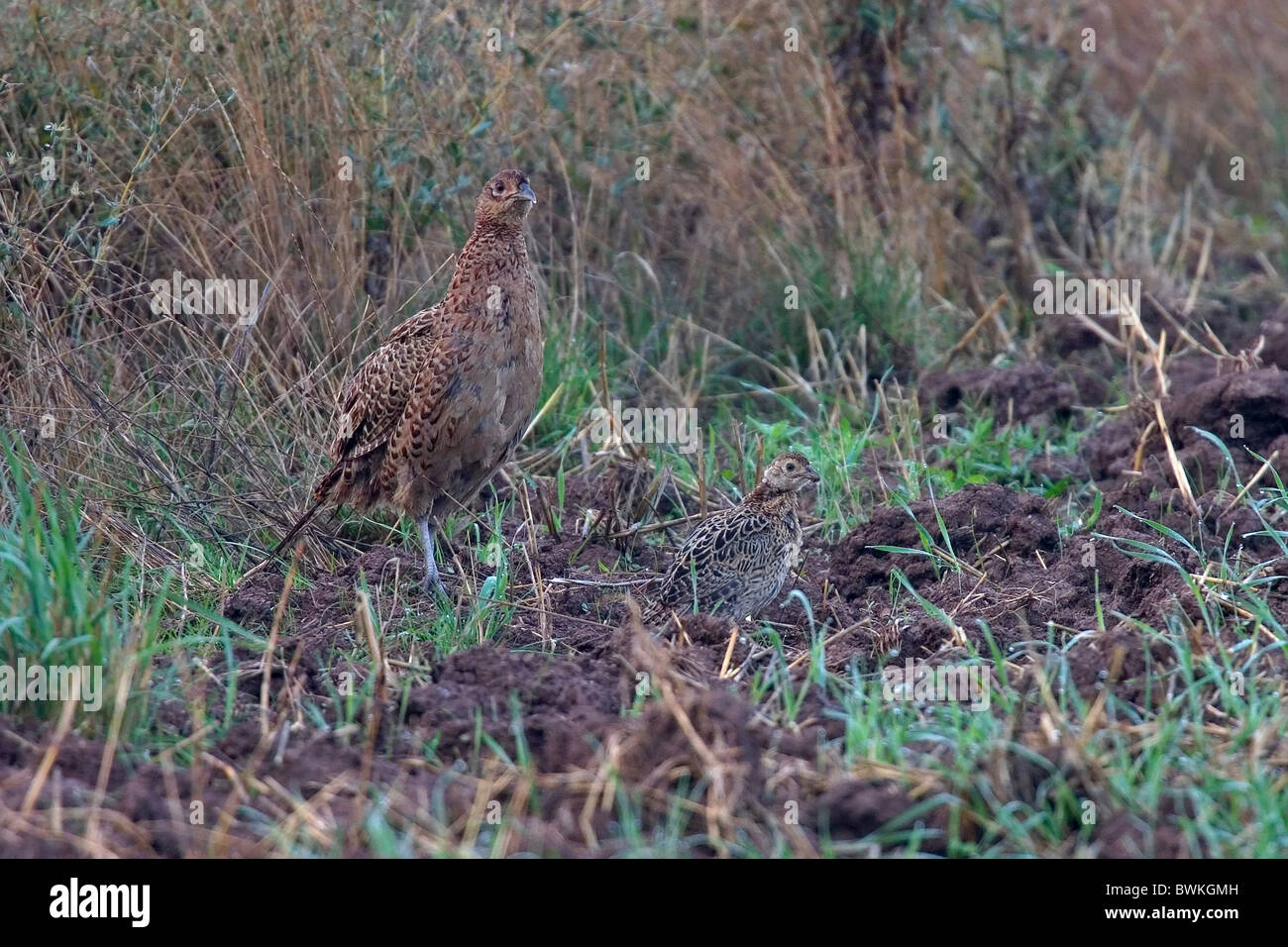 Landscape format female pheasant hi-res stock photography and images ...