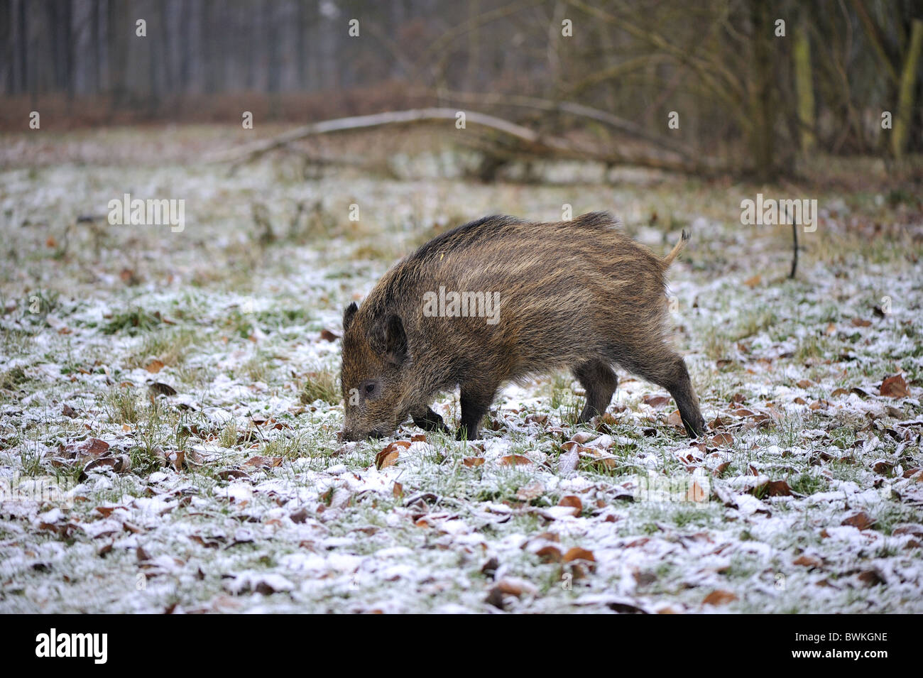 Wild boar (Sus scrofa) four-month-old piglet looking for food in winter ...