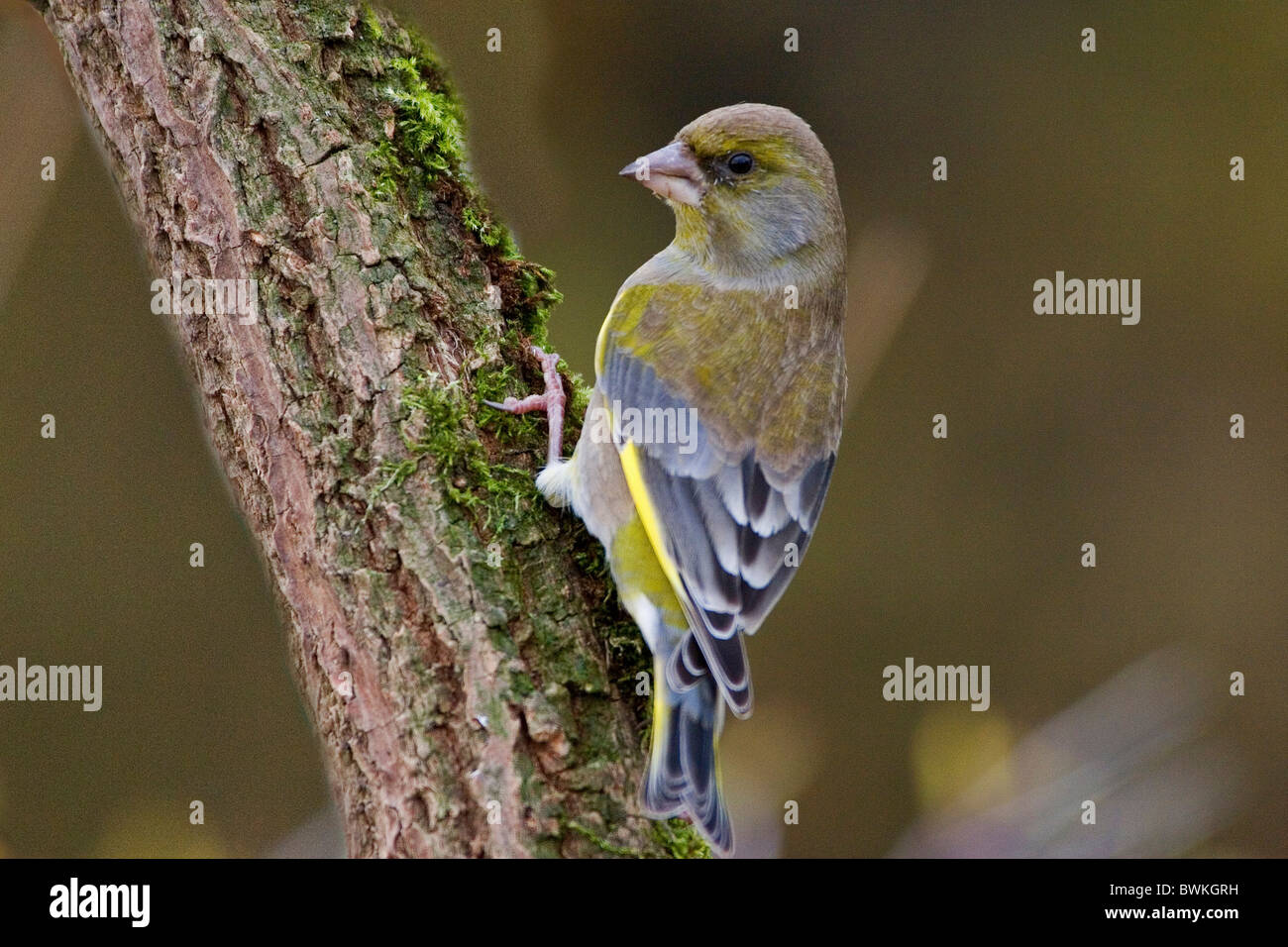 Landscape format greenfinches hi-res stock photography and images - Alamy