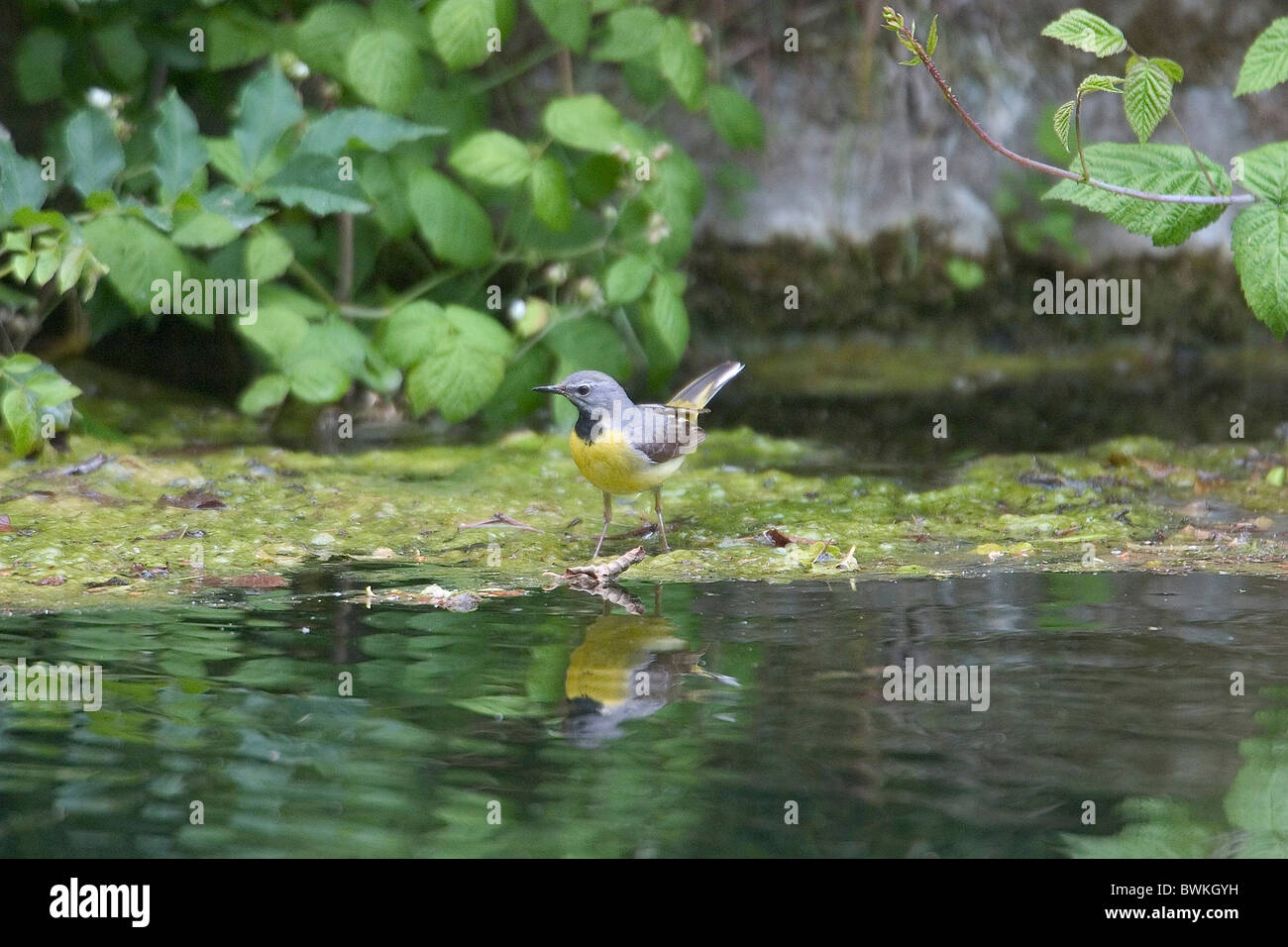 Gray wagtails hi-res stock photography and images - Alamy