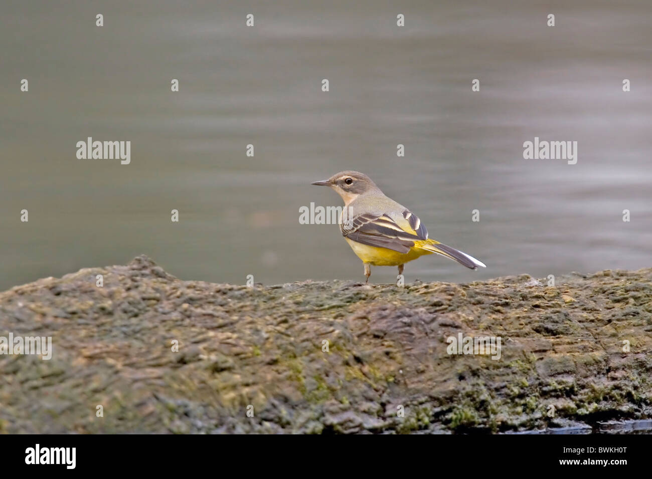 Gray wagtails hi-res stock photography and images - Alamy