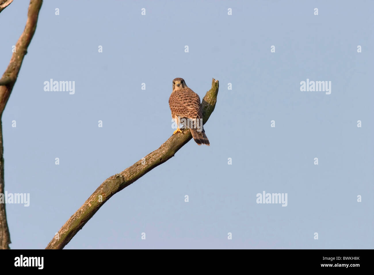 Back view kestrel hi-res stock photography and images - Alamy