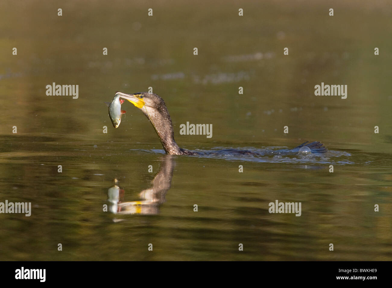 Raven eating a fish hi-res stock photography and images - Alamy