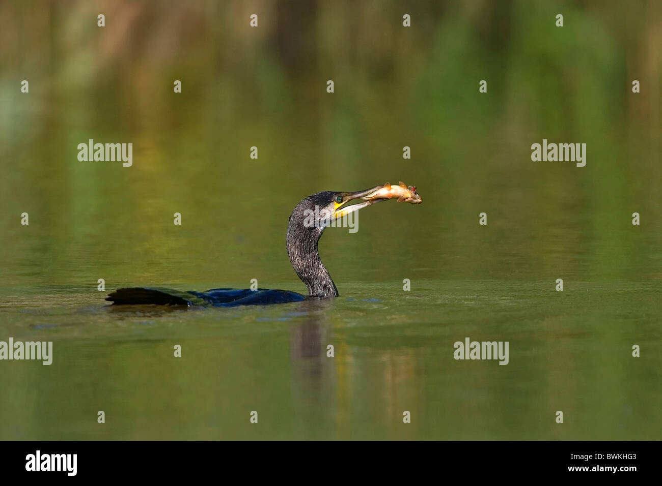 Raven eating a fish hi-res stock photography and images - Alamy