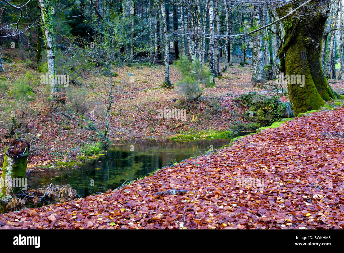 forest details of the portuguese national park Stock Photo - Alamy
