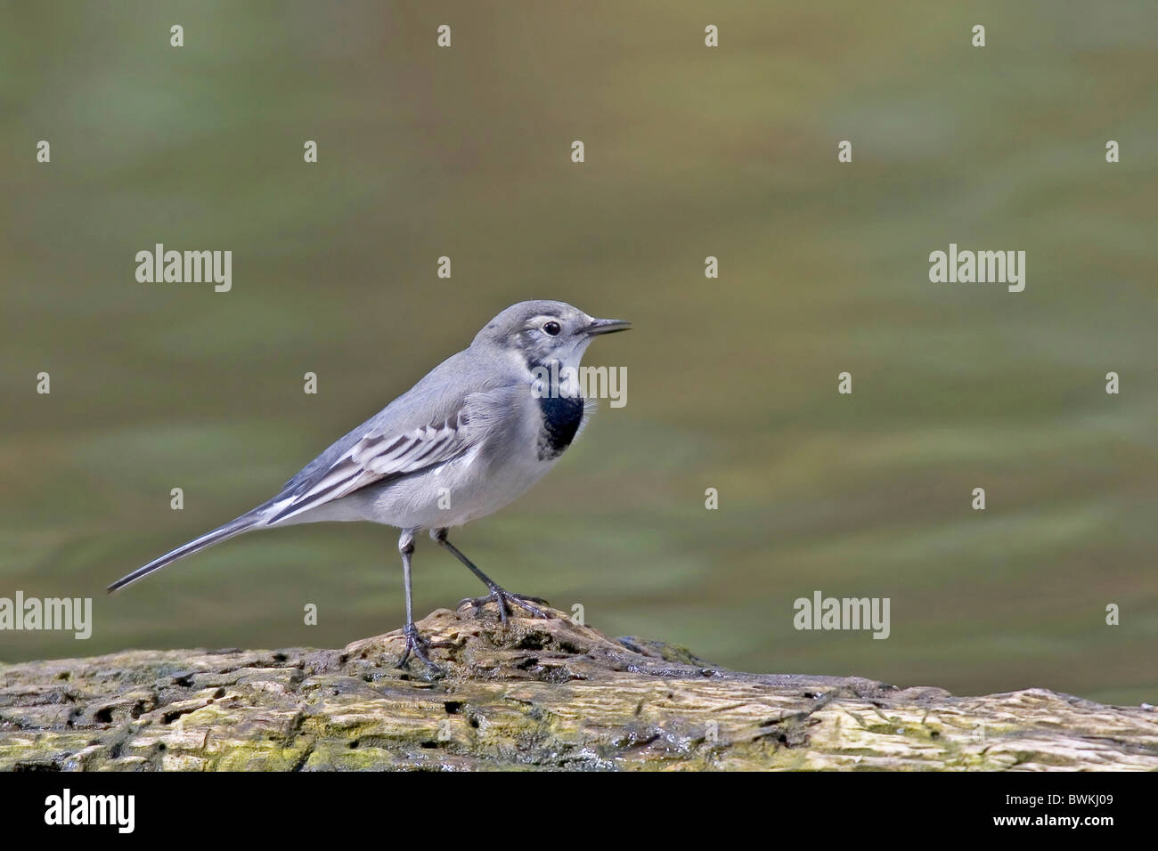 Wagtail side profile hi-res stock photography and images - Alamy