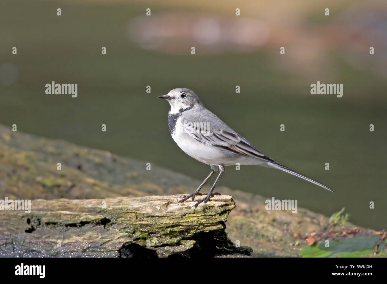 Wagtail profile hi-res stock photography and images - Alamy