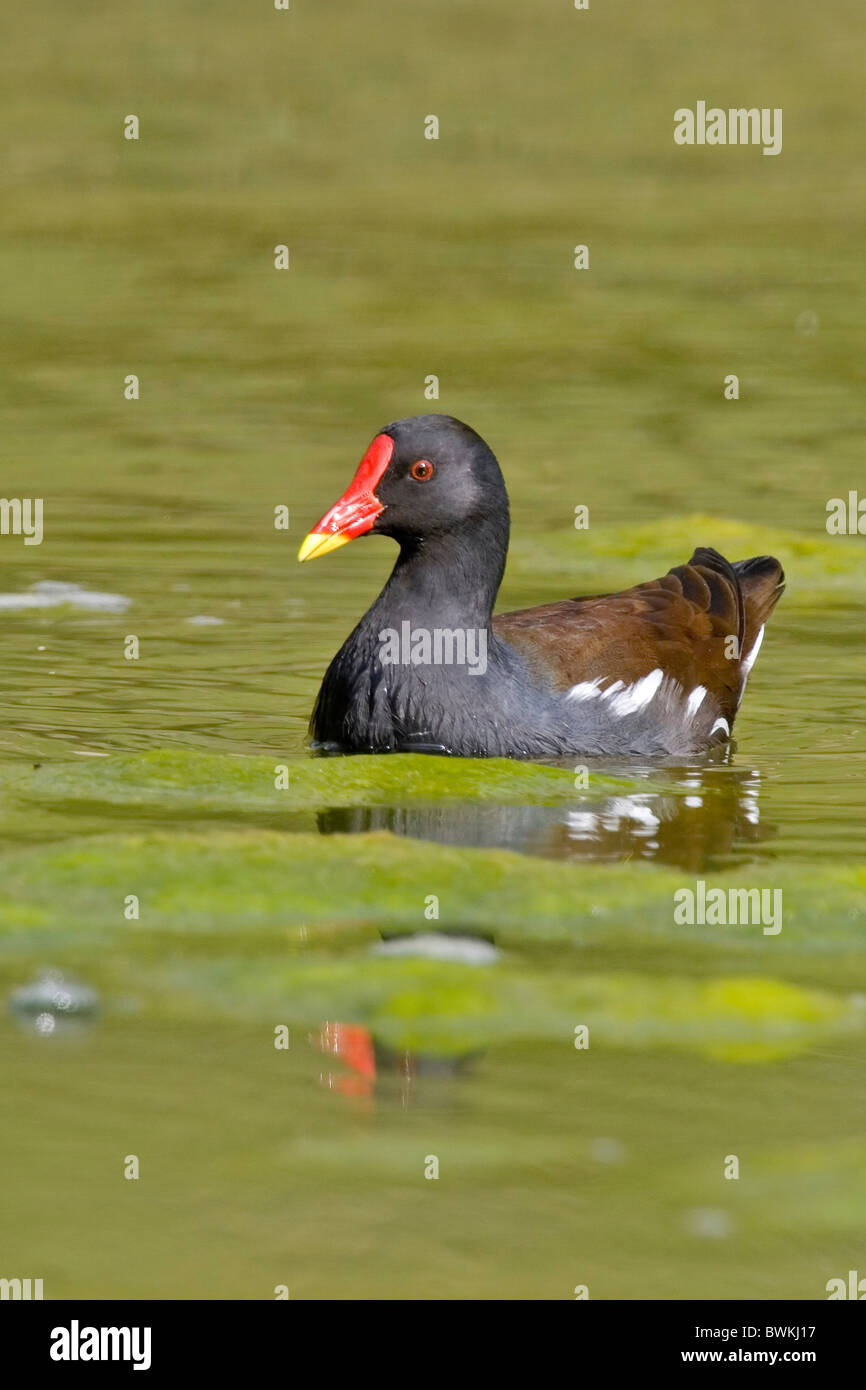 Gallinules hi-res stock photography and images - Alamy