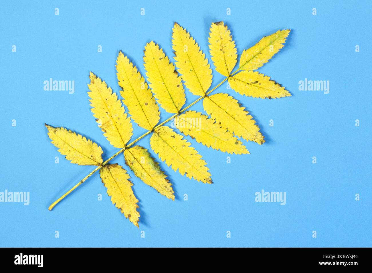 Mountain Ash, Rowan (Sorbus aucuparia), autumn leaf, studio picture ...