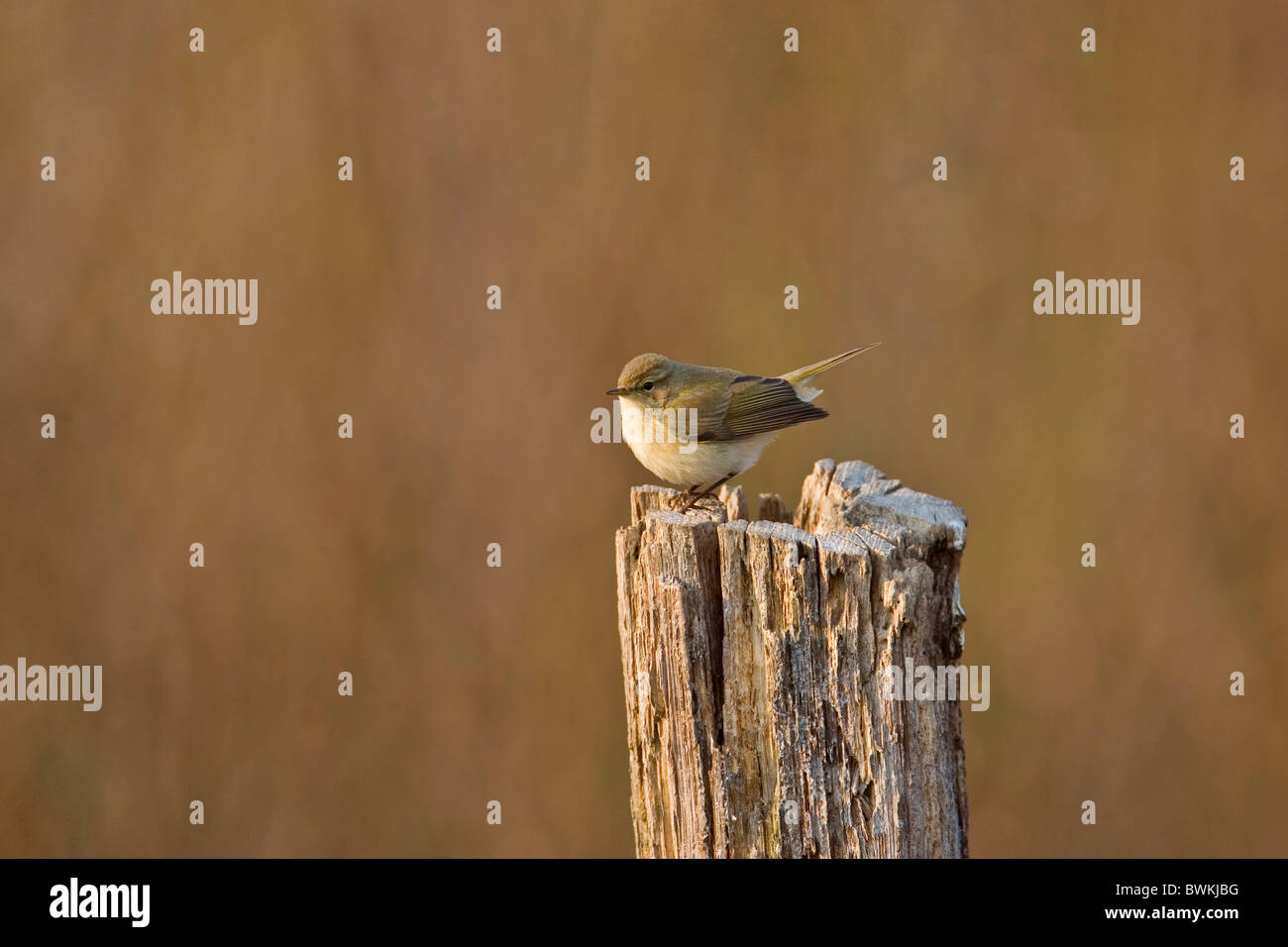 Grasmucken hi-res stock photography and images - Alamy