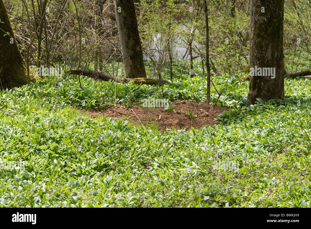 Foxes Foxs Red High Resolution Stock Photography and Images - Alamy