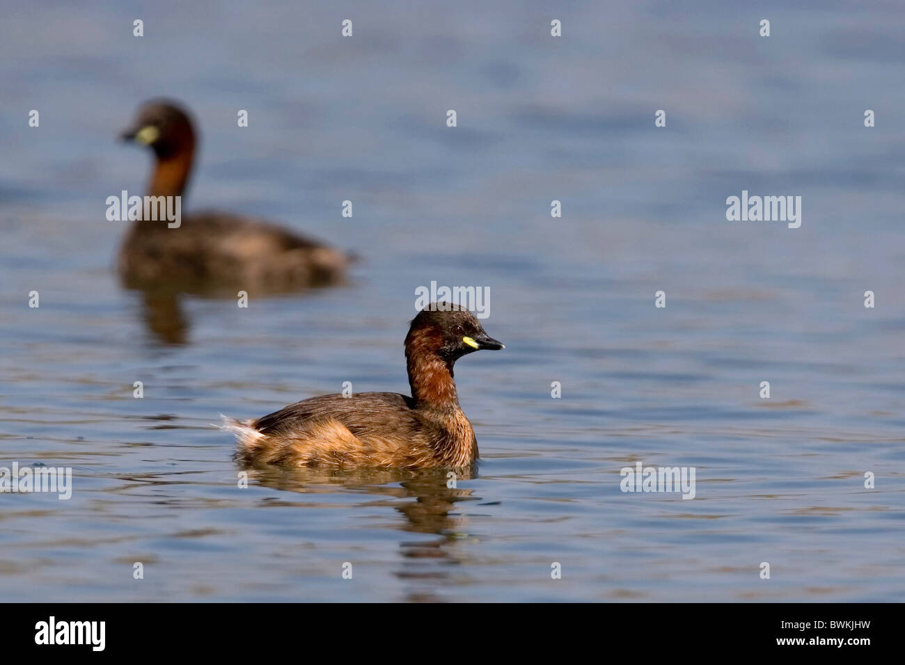 Dabchicks hi-res stock photography and images - Alamy