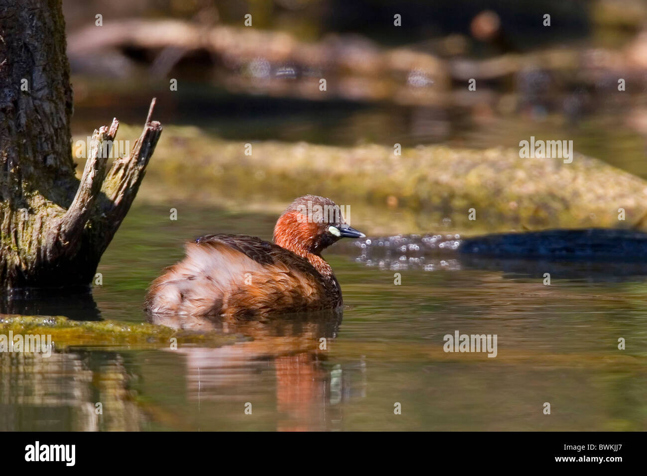 Dabchicks hi-res stock photography and images - Alamy