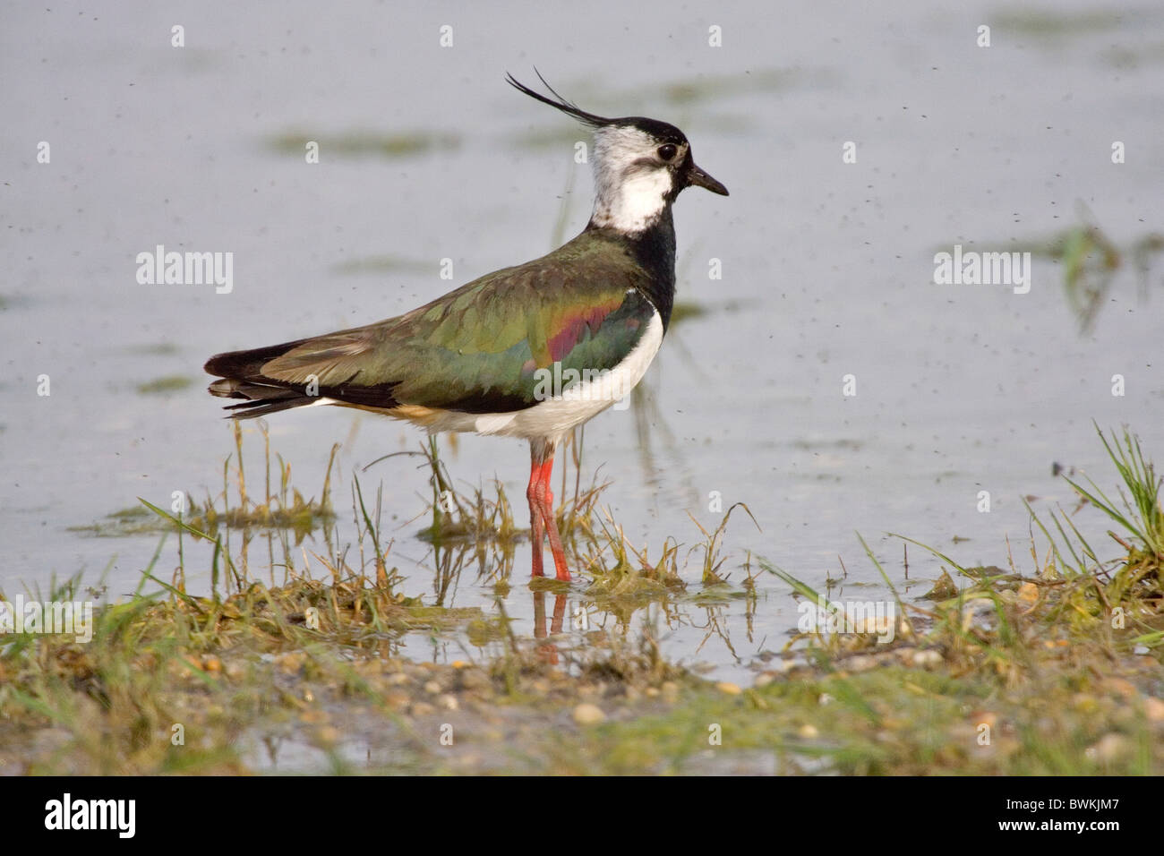 Lapwing profile hi-res stock photography and images - Alamy