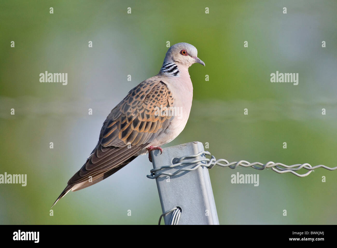 Turtledoves hi-res stock photography and images - Alamy