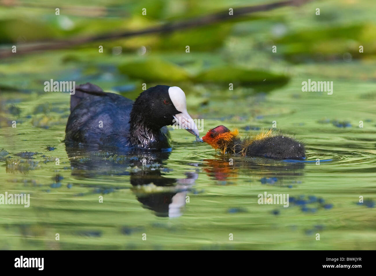 Coot hatchlings hi-res stock photography and images - Alamy